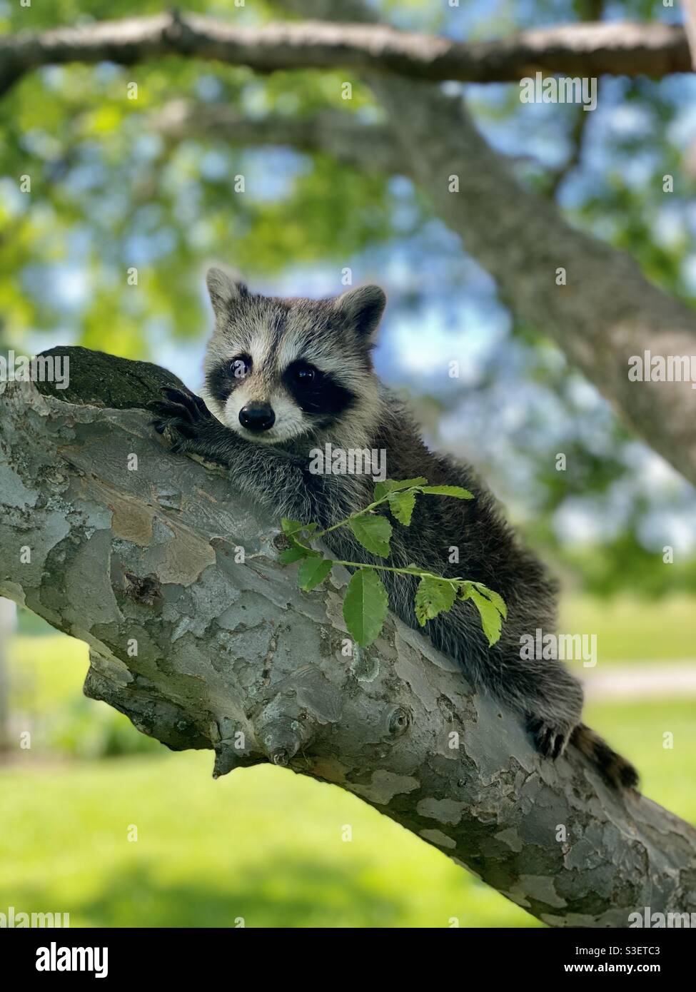 Raccoon pet hi-res stock photography and images - Alamy