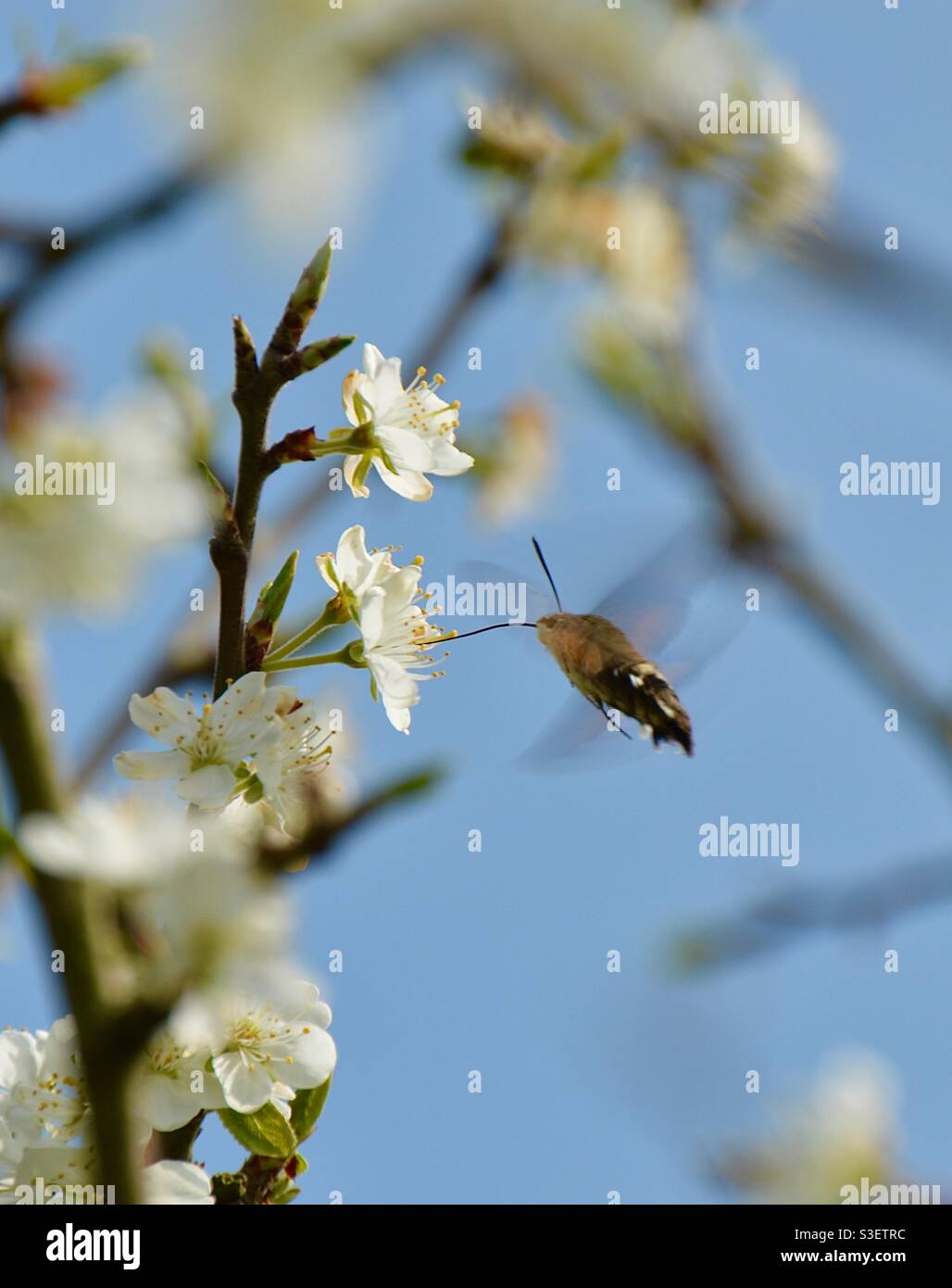 Hawk moth hummingbird hi-res stock photography and images - Alamy