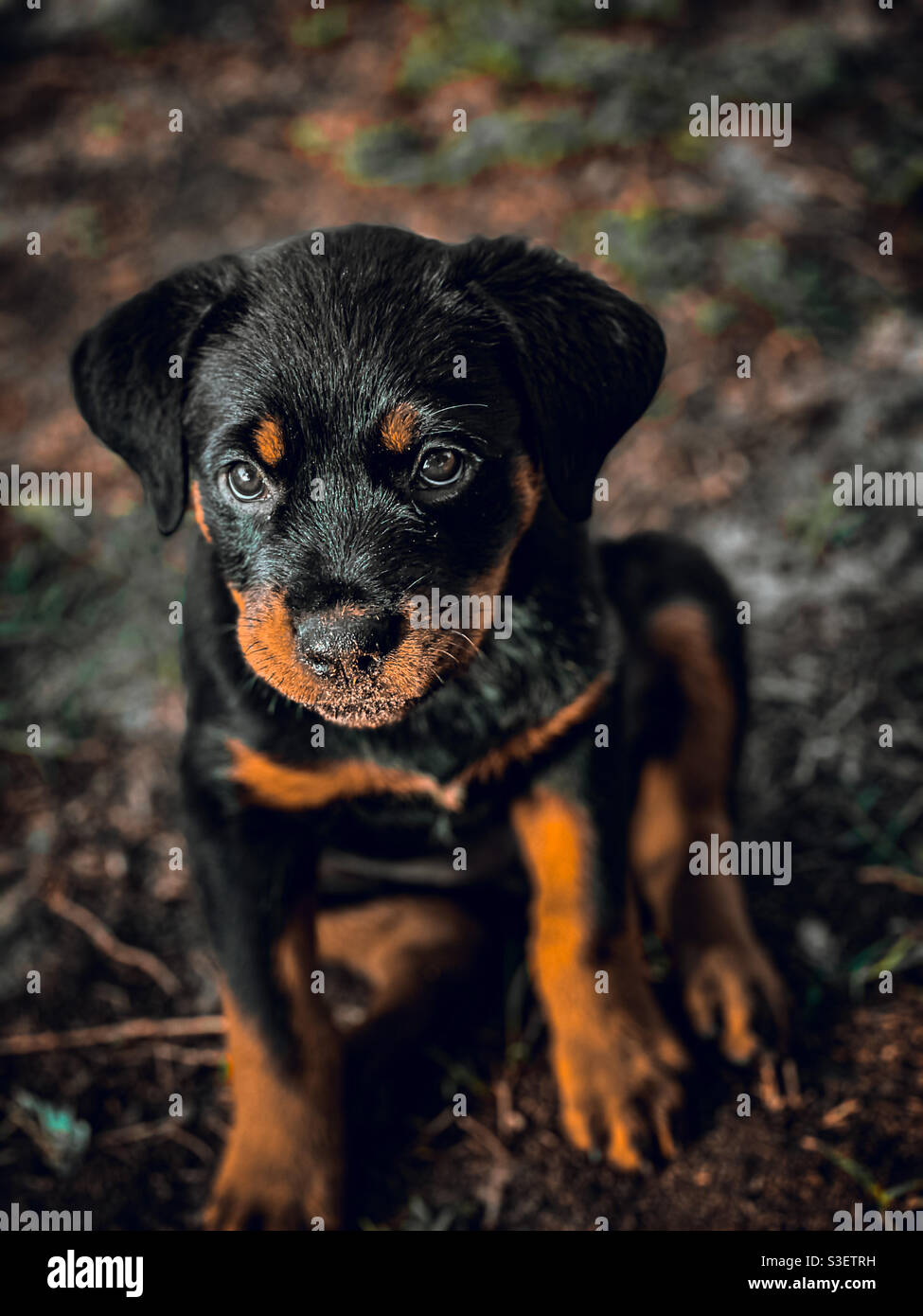 Rottweiler love hi-res stock photography and images - Alamy