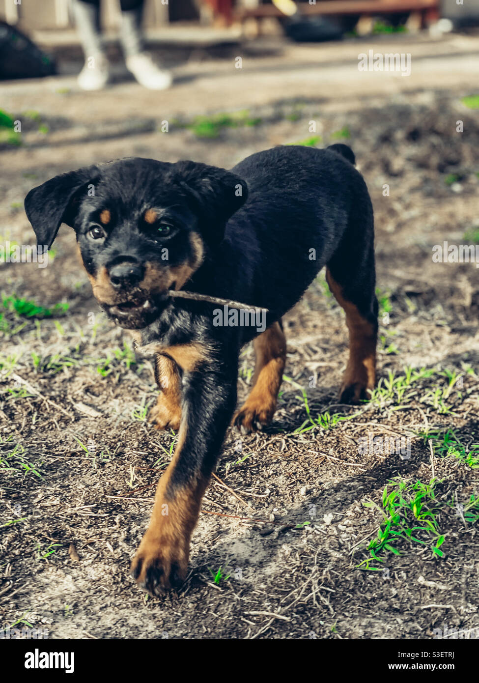 Training fetching hi-res stock photography and images - Alamy