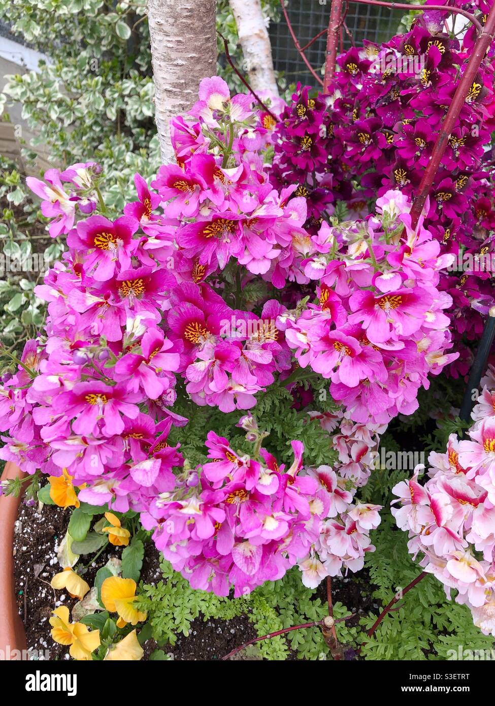 Beautiful spring flowers in bloom Stock Photo - Alamy