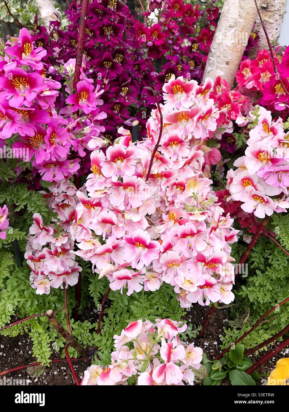 Beautiful spring flowers in bloom Stock Photo - Alamy