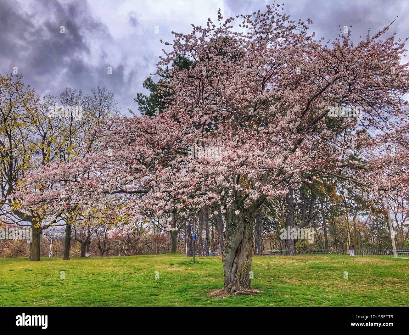 Cherry blossoms starting to bloom Stock Photo - Alamy