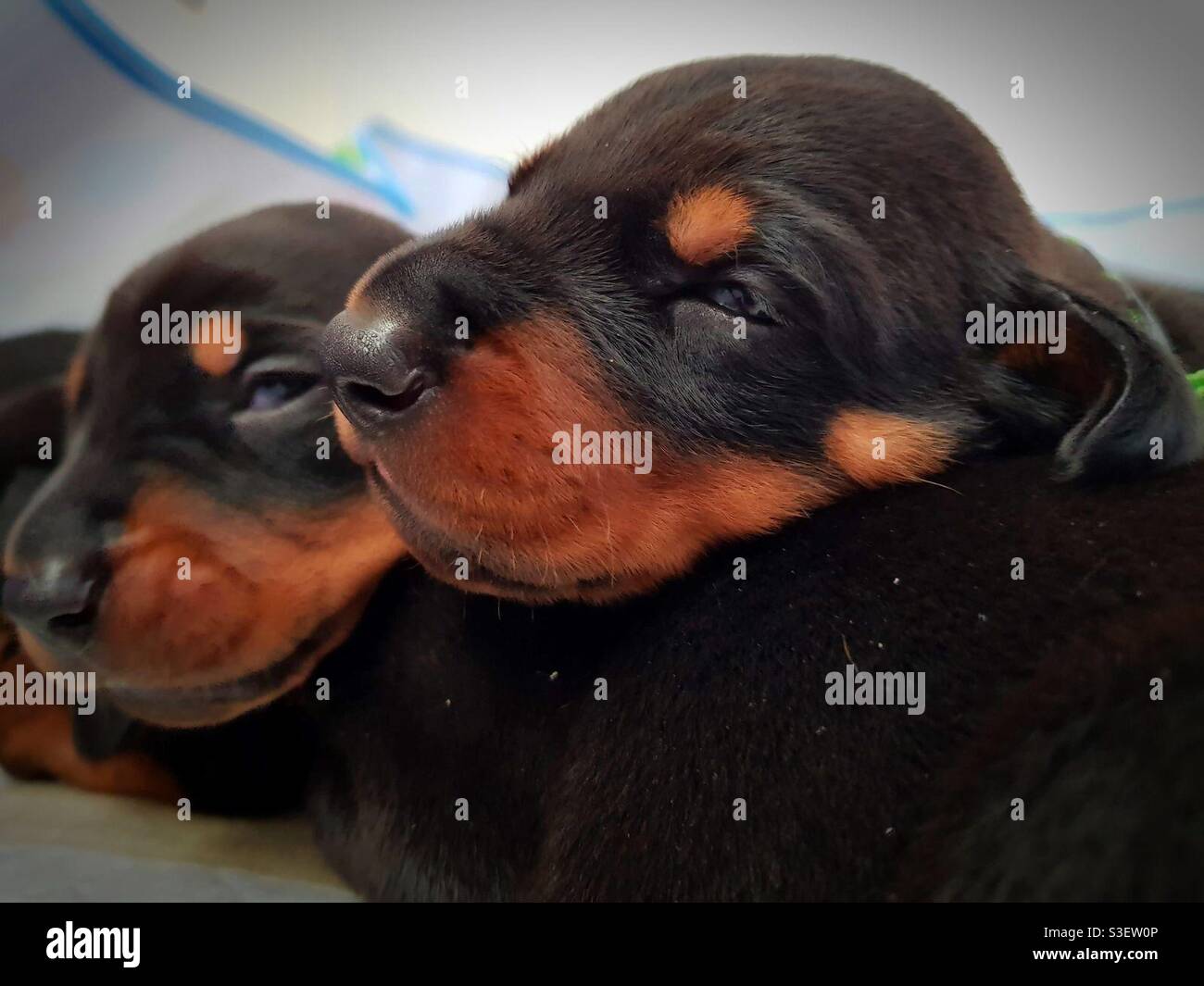Doberman pinscher puppies hi-res stock photography and images - Alamy