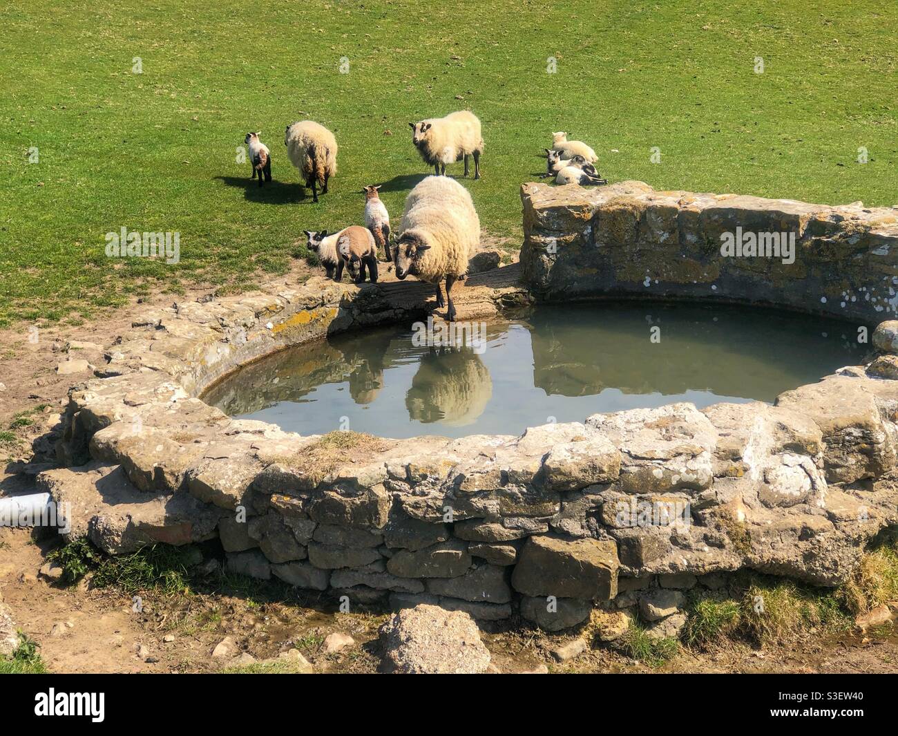 Sheep next to drinking well near Golden cap Dorset United Kingdom Stock ...