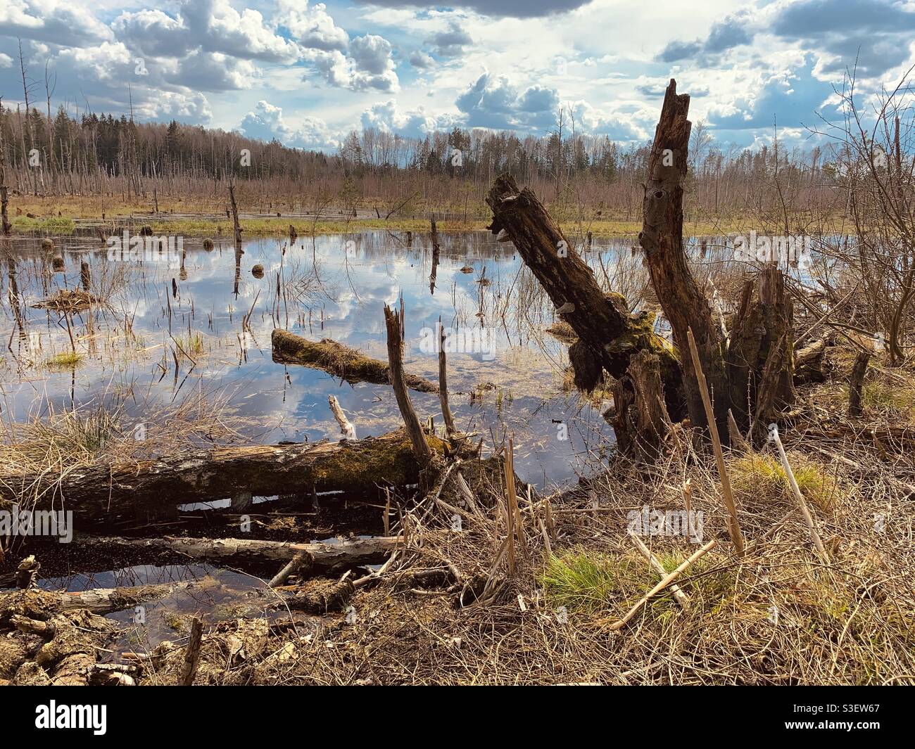 Swamp in summer hi-res stock photography and images - Alamy