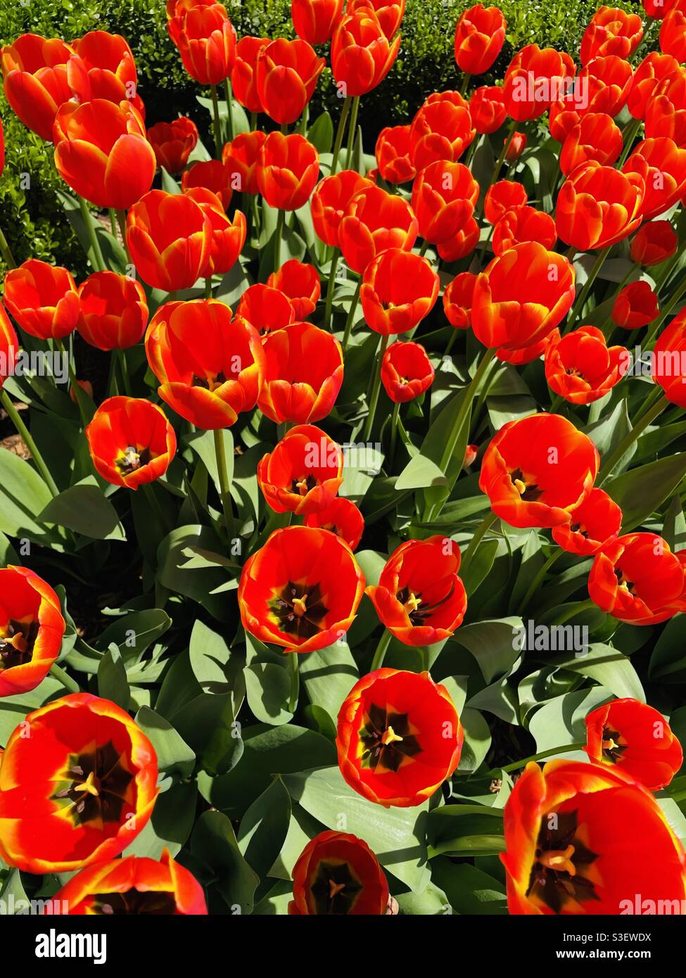 Red Orange Tulips High Resolution Stock Photography and Images - Alamy