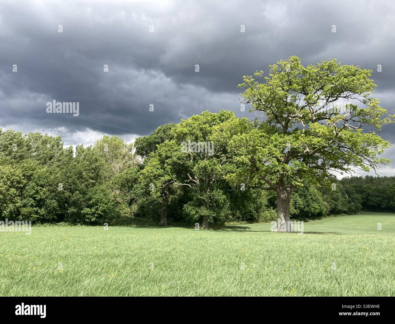 Clouds trees sky hi-res stock photography and images - Alamy