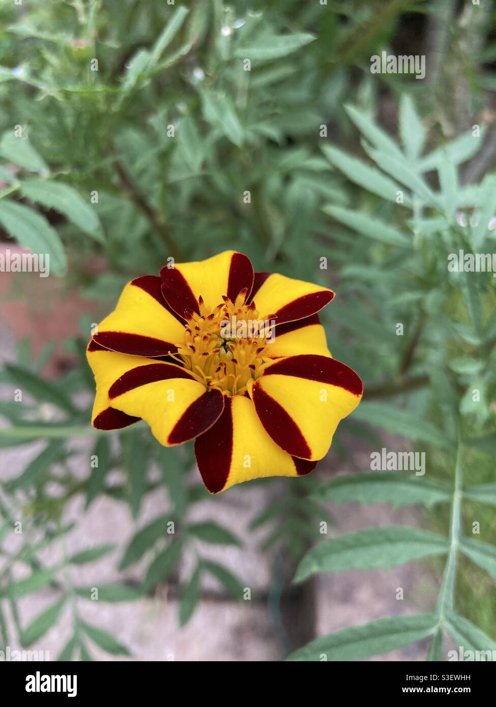 Single marigold hi-res stock photography and images - Alamy