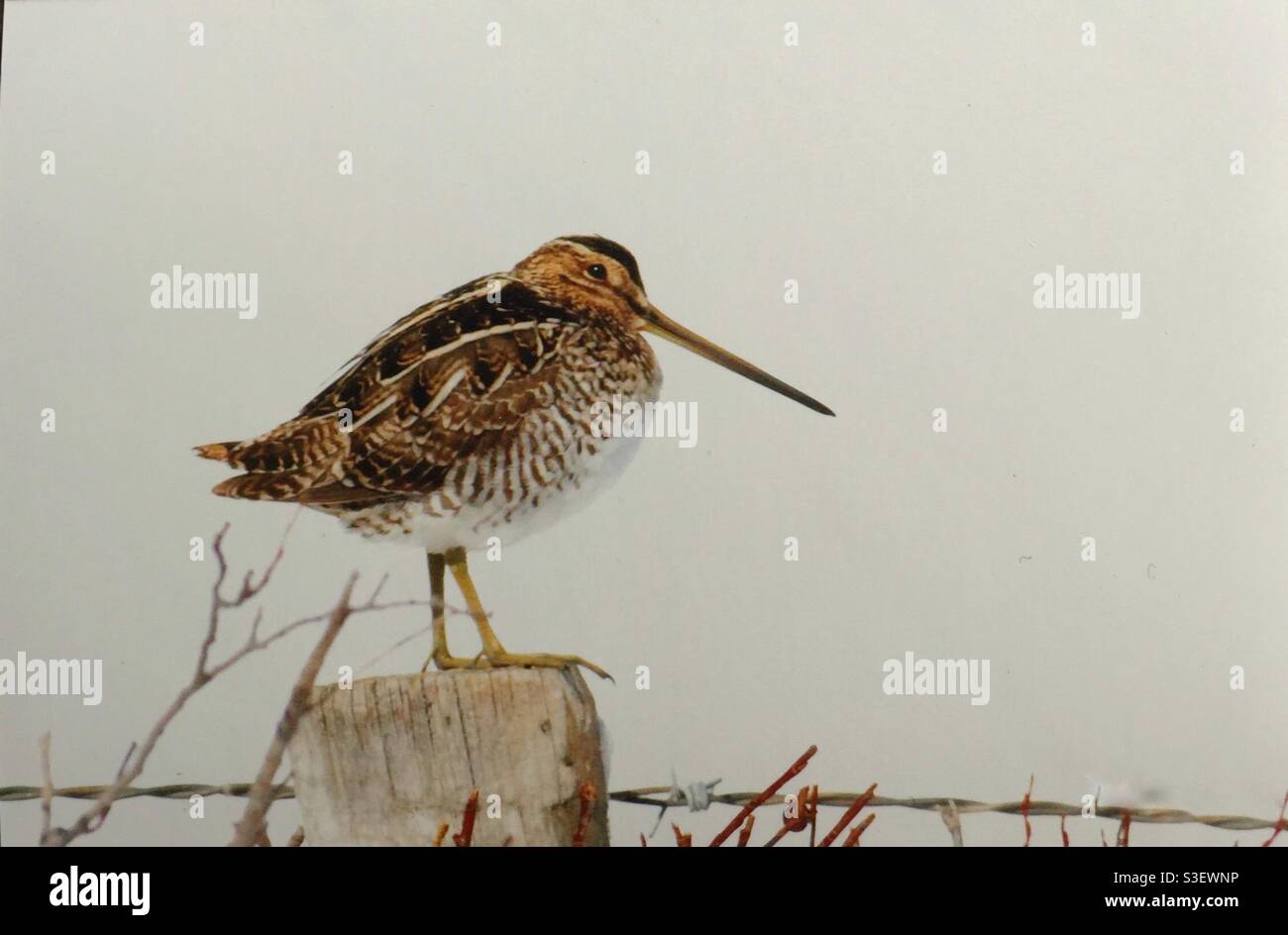 Common Snipe, Birds of North America, Wildlife, birder, bird watching ...