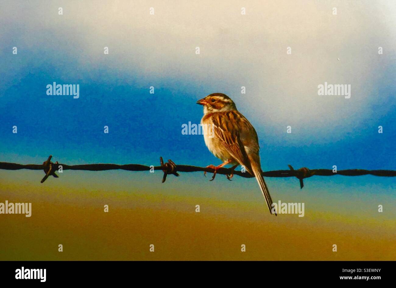 Common Snipe, Birds of North America, Wildlife, birder, bird watching ...