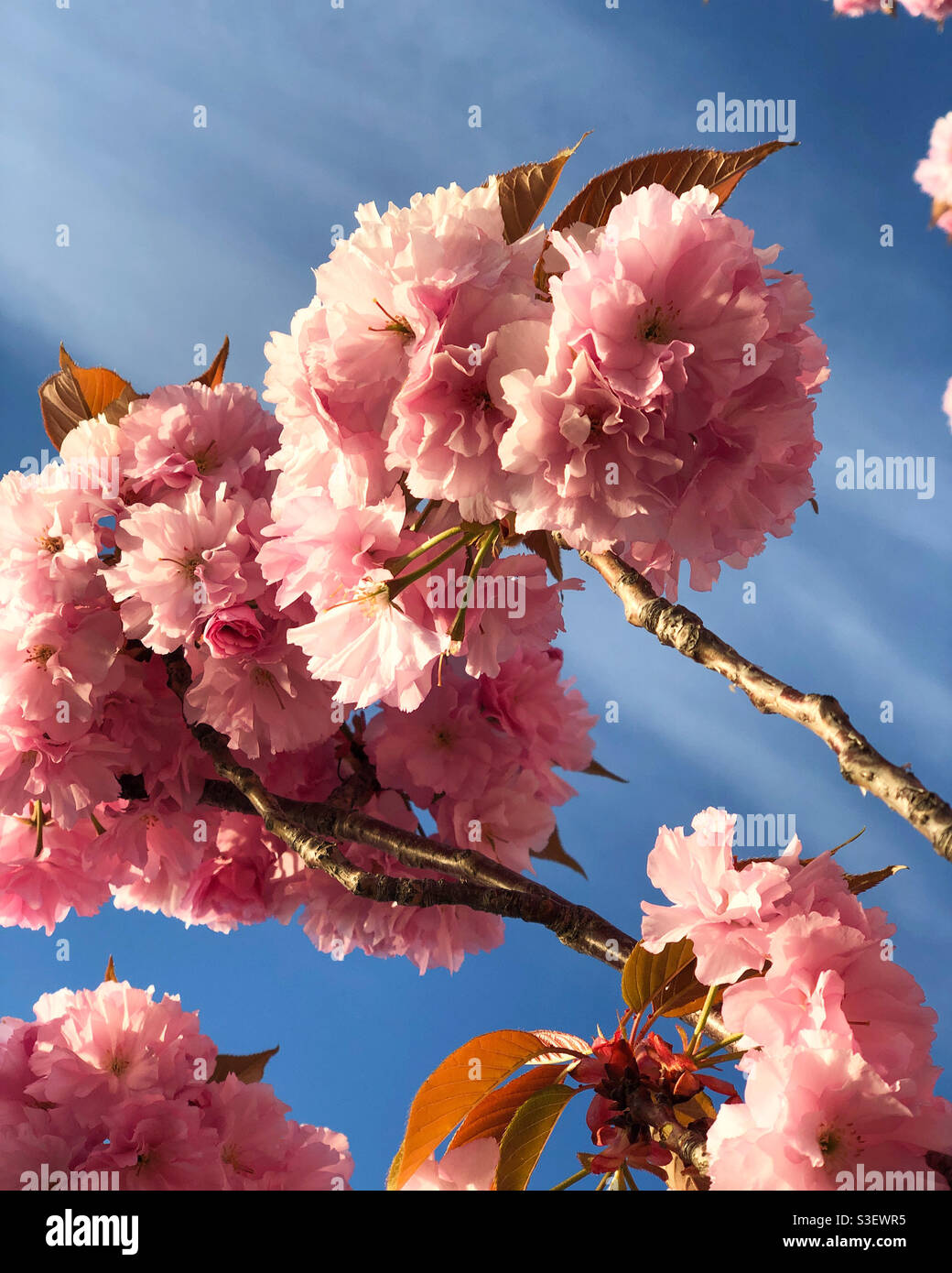 Sky with rose hi-res stock photography and images - Alamy