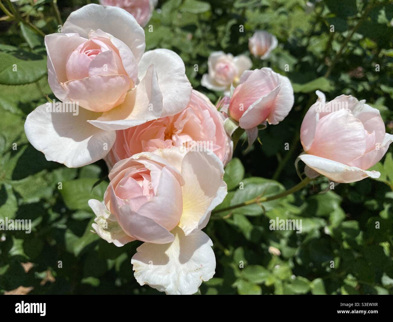 Gorgeous Pink-Peach Roses Stock Photo - Alamy