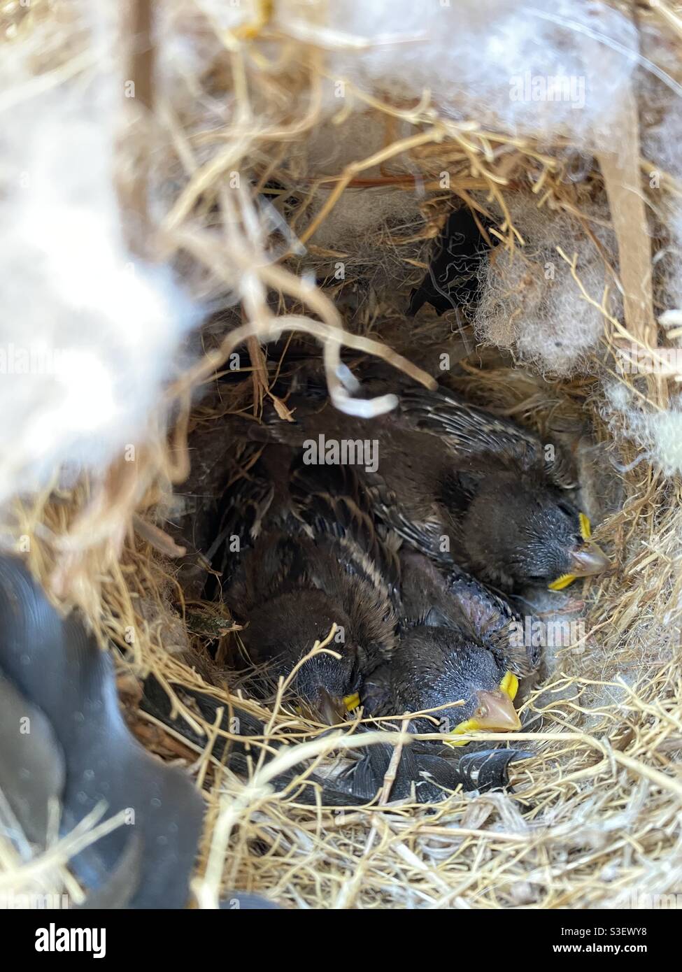 Baby birds hi-res stock photography and images - Alamy