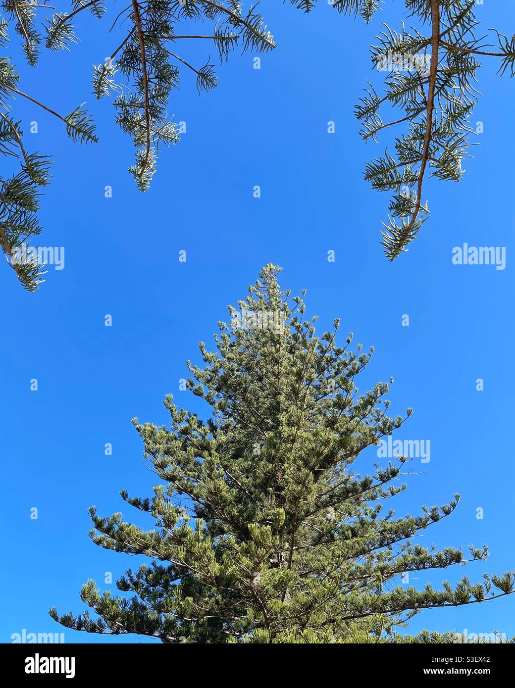 Norfolk island pine trees hi-res stock photography and images - Alamy