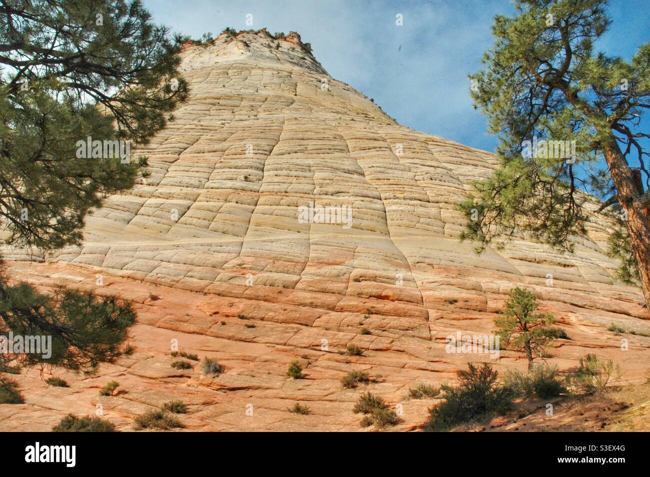 Low angle view of Checkerboard Mesa framed by trees Stock Photo - Alamy