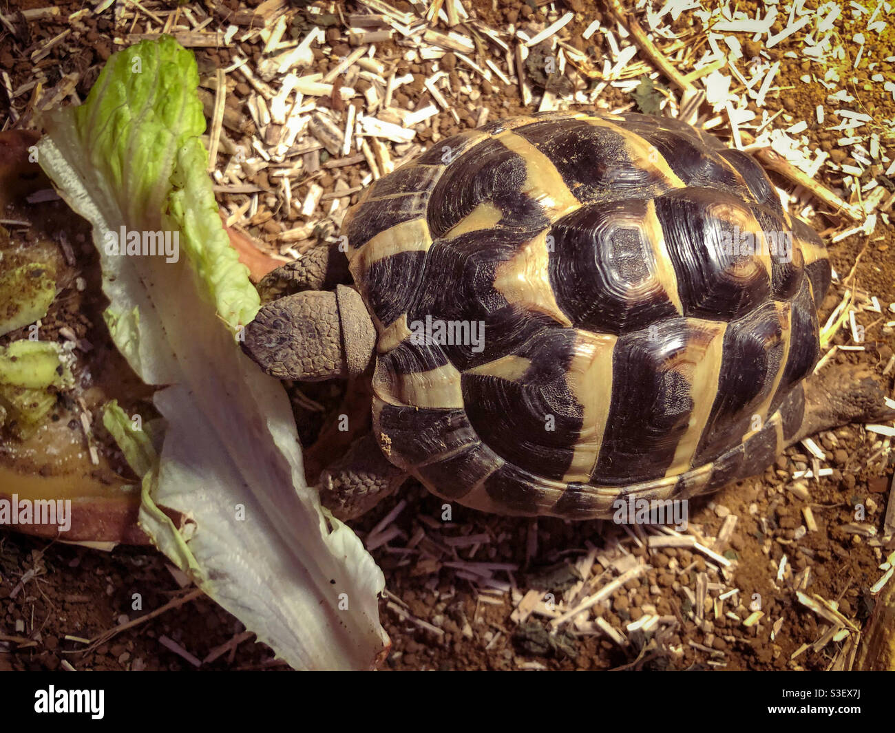 Hermann Tortoise eating a lettuce leaf Stock Photo - Alamy