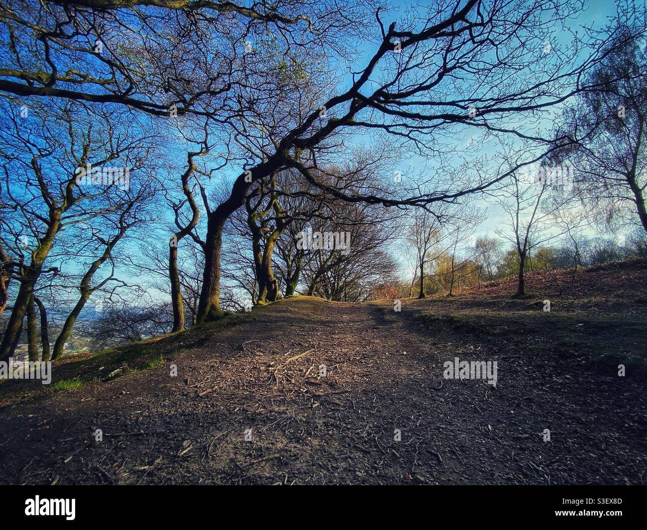 A photograph of a woodland path with trees stretching across Stock ...