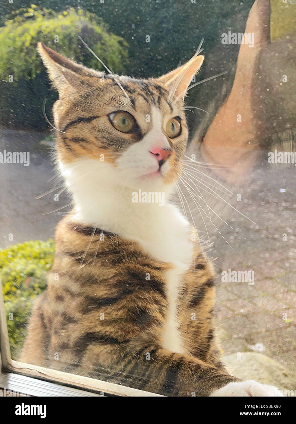 Cat pet is watching Stock Photo - Alamy