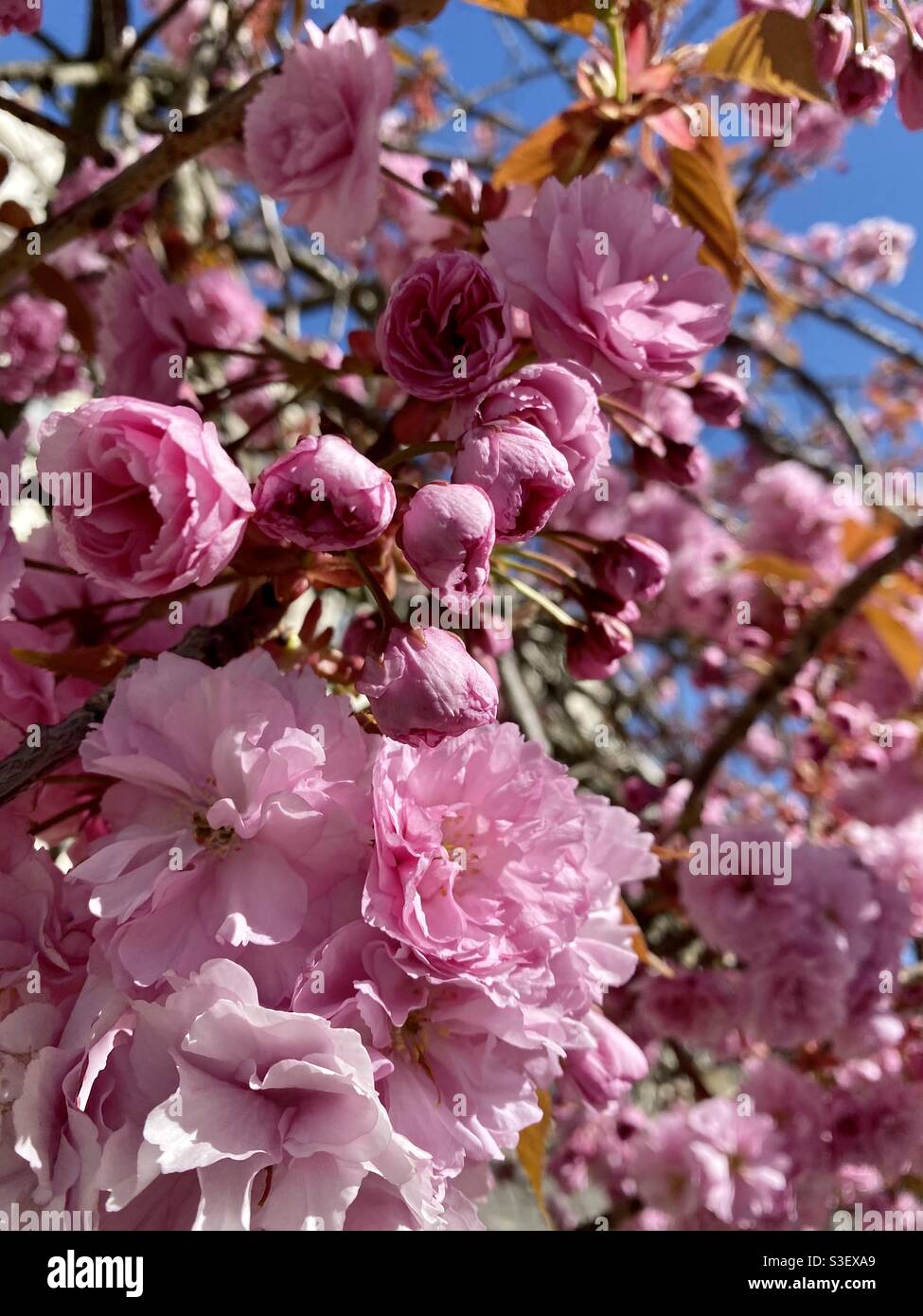 Pink spring blossom hi-res stock photography and images - Alamy