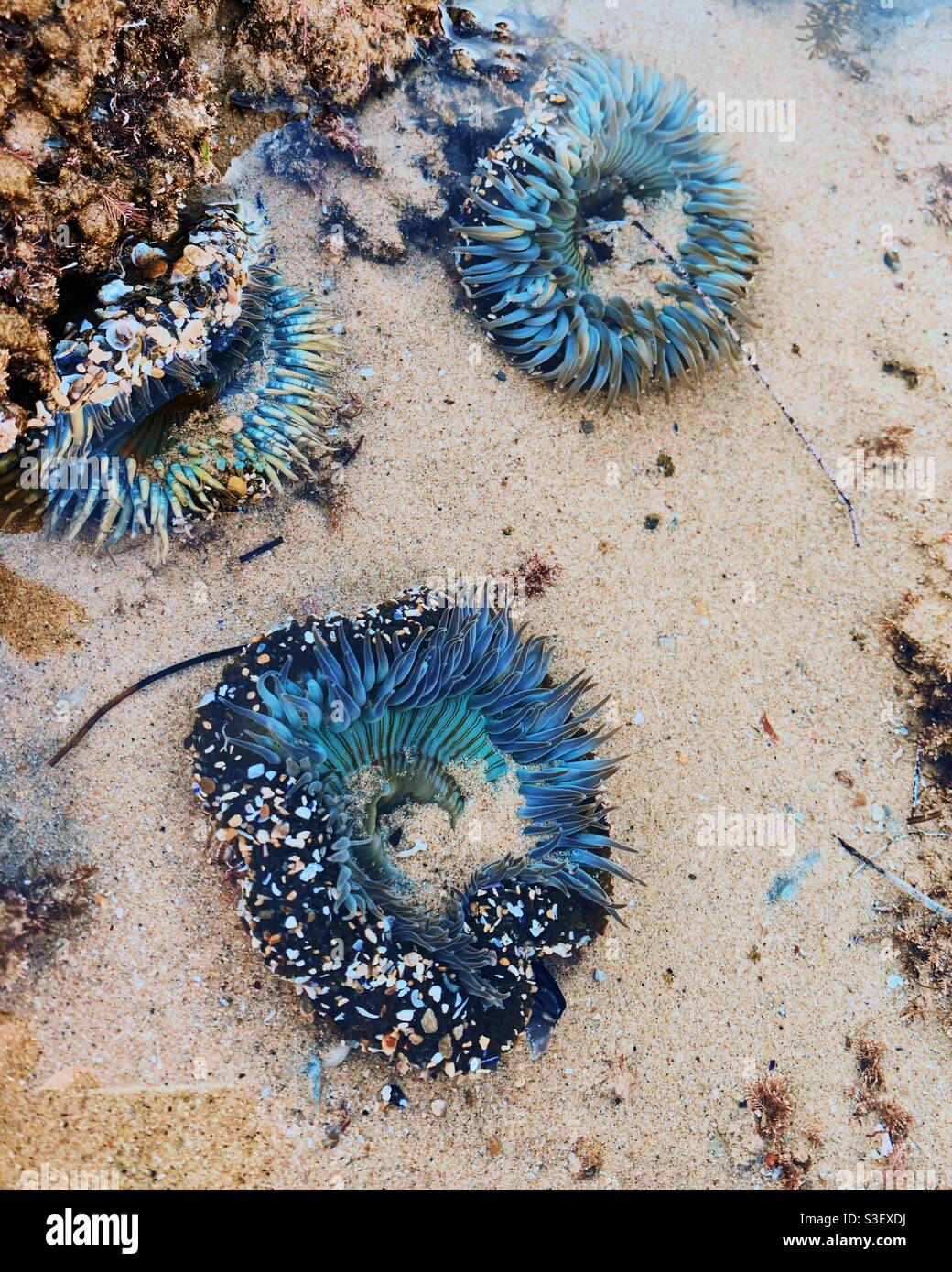 Sea anemone under shallow water in a tidal pool at Crystal Cove State ...