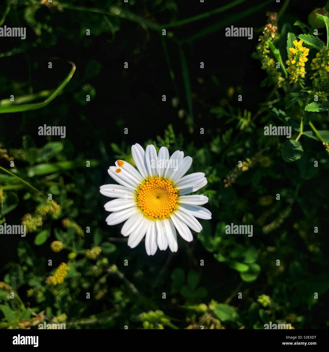 Single daisy photographed from top view Stock Photo - Alamy
