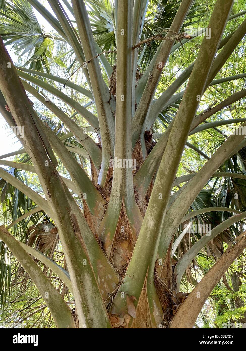 Close palm hi-res stock photography and images - Alamy