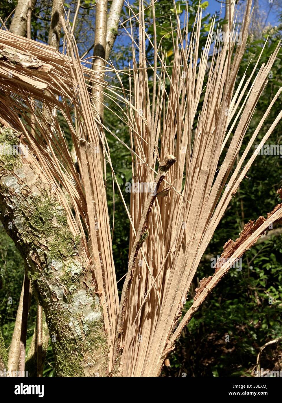 Broken tree trunk hi-res stock photography and images - Alamy