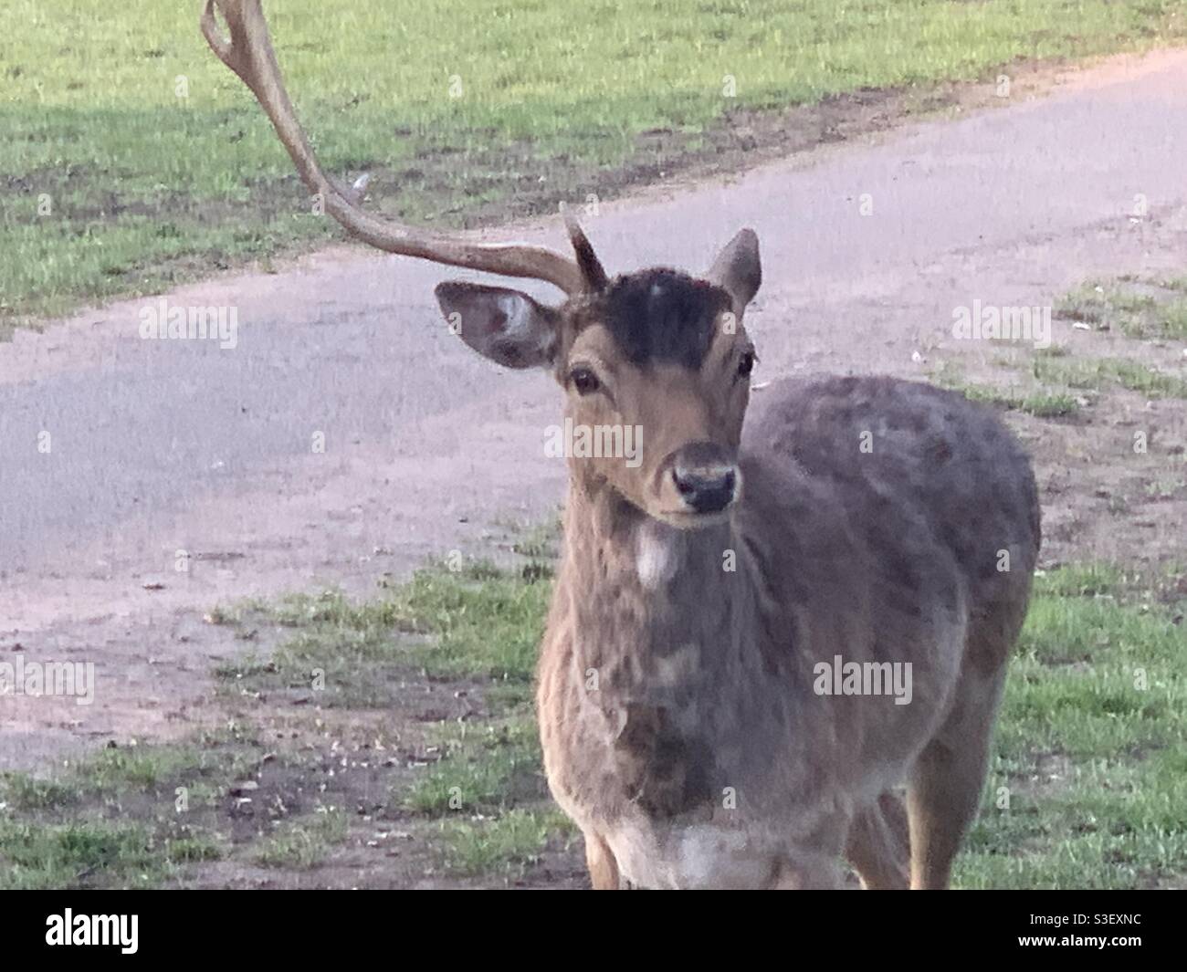 One antler hi-res stock photography and images - Alamy