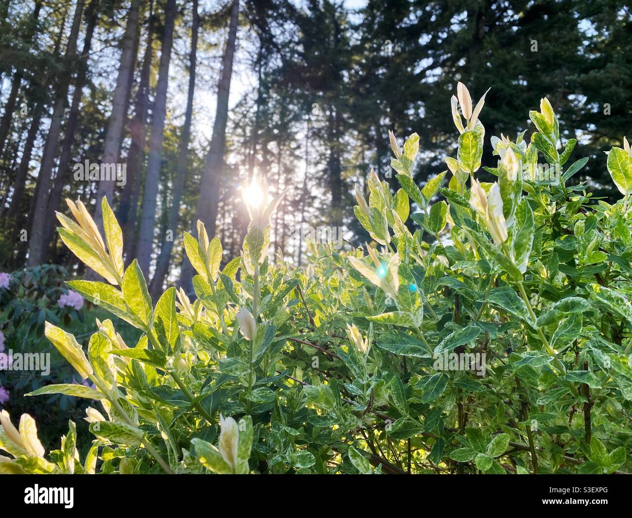 Dappled willow hakuro nishiki salix integra hi-res stock photography ...