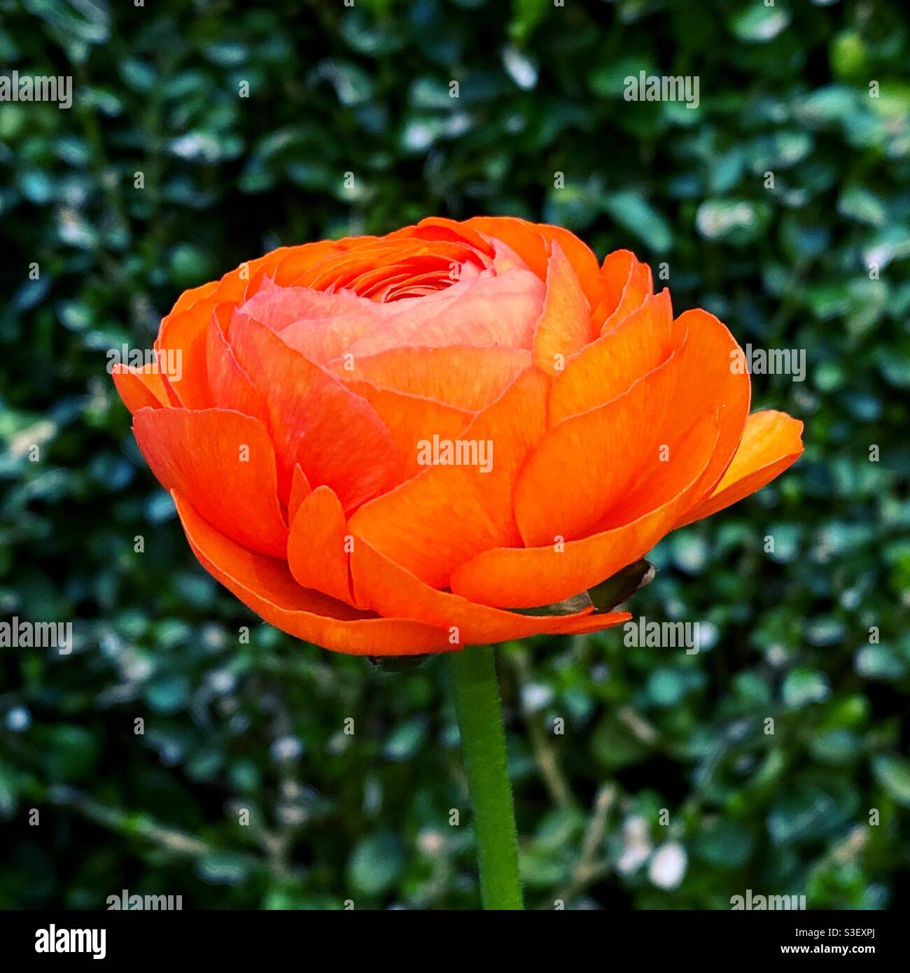 Orange ranunculus hi-res stock photography and images - Alamy