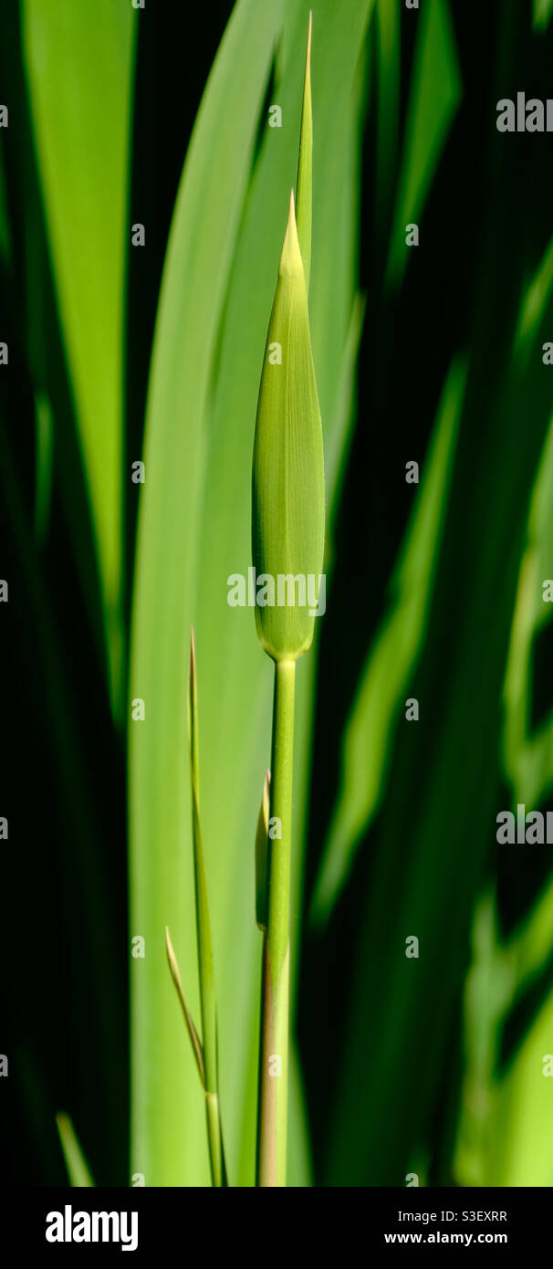 Rushes hi-res stock photography and images - Alamy