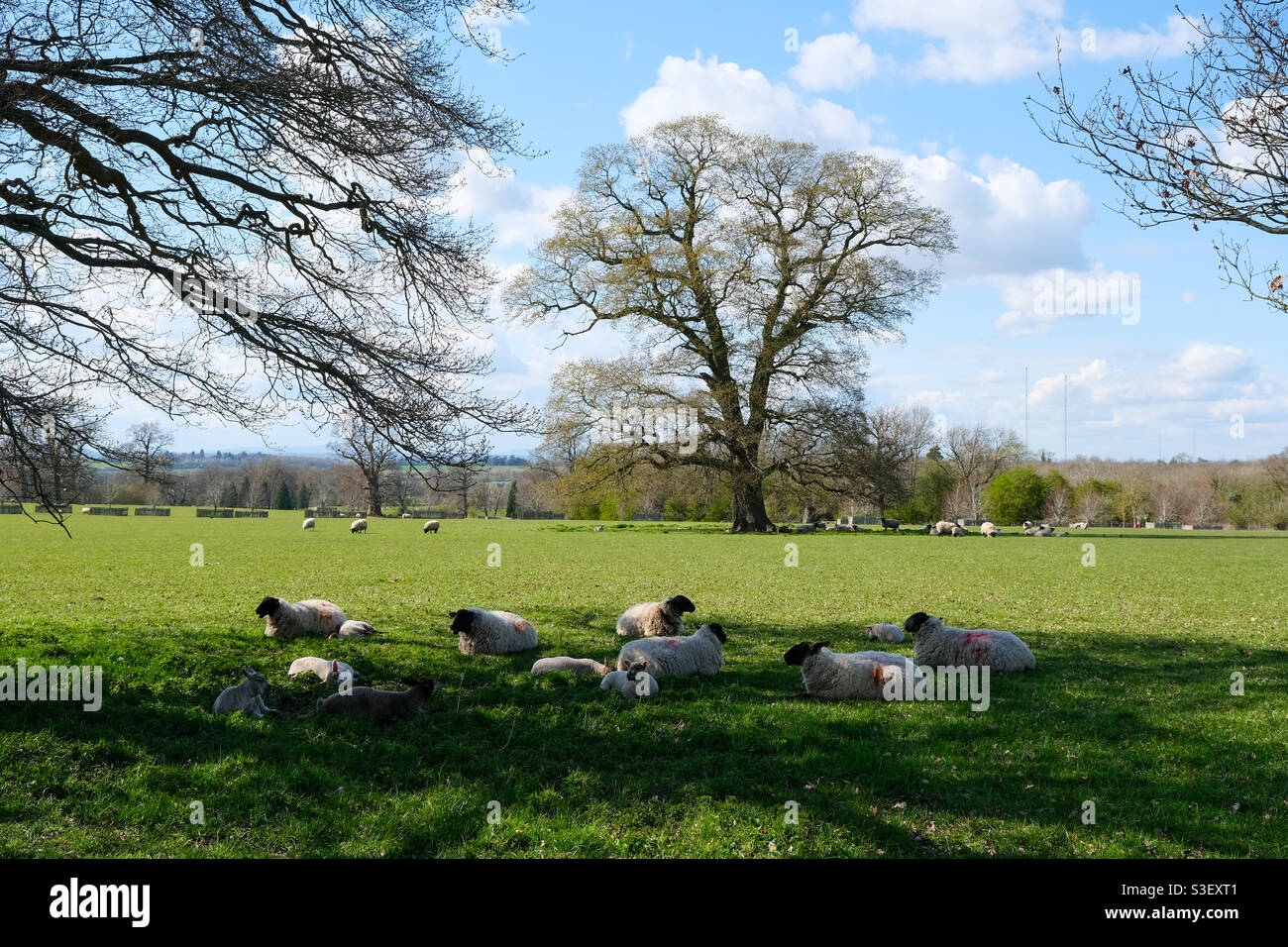 Sheep in field Stock Photo - Alamy