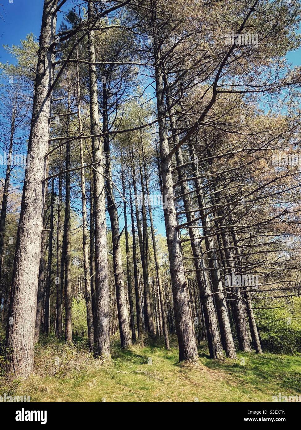 Fur trees hi-res stock photography and images - Alamy