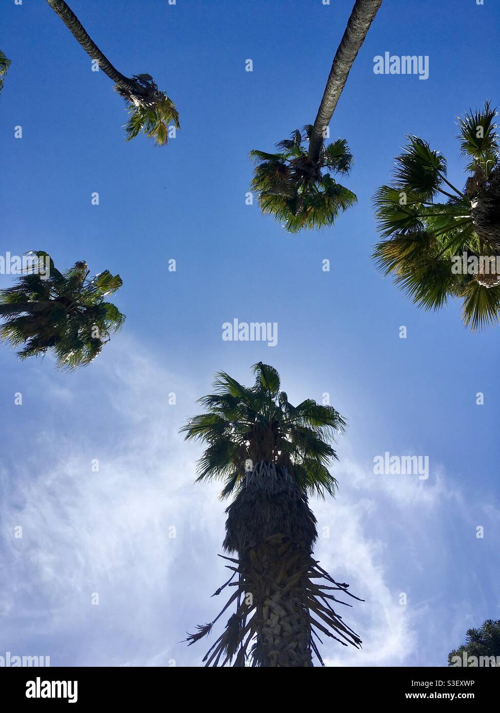 A cluster of palm trees hi-res stock photography and images - Alamy