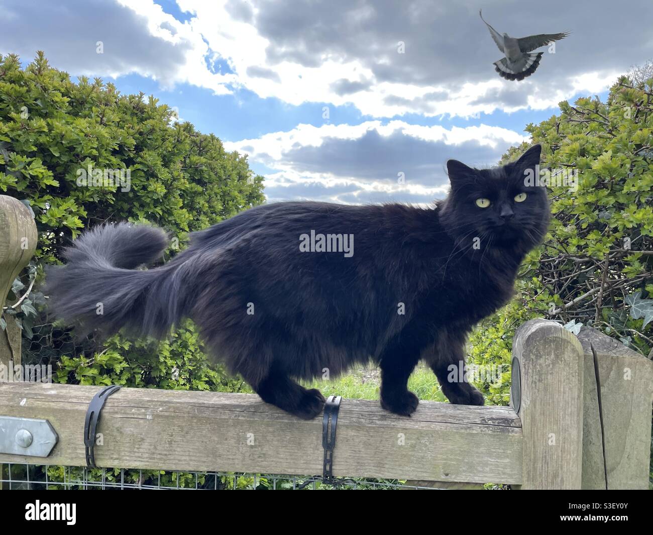 Black cat standing on wooden gate between hedges with pigeon flying ...