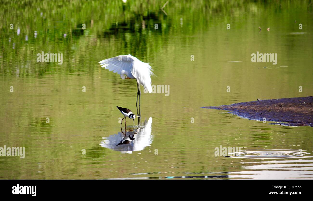 Aquatic birds hi-res stock photography and images - Alamy