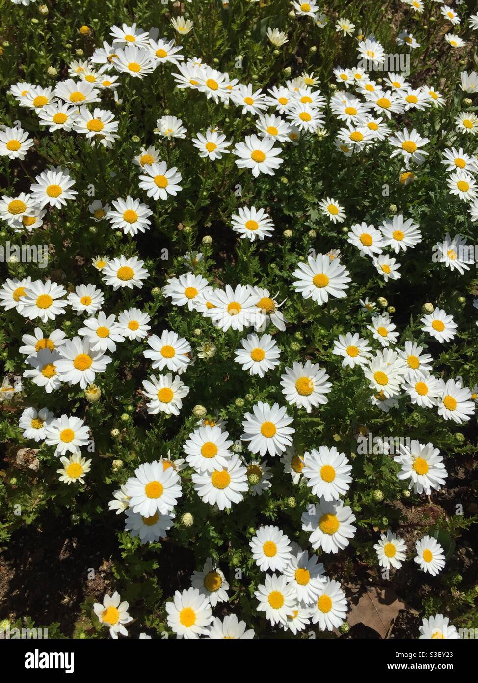 Botanic daisy hi-res stock photography and images - Alamy