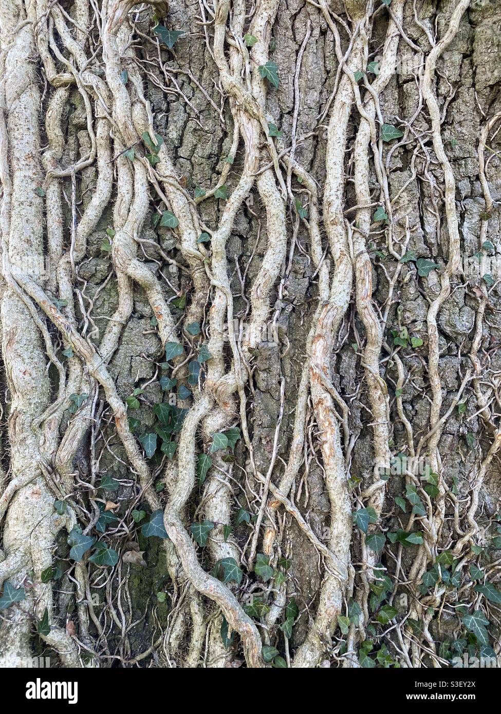 Ivy vines hi-res stock photography and images - Alamy