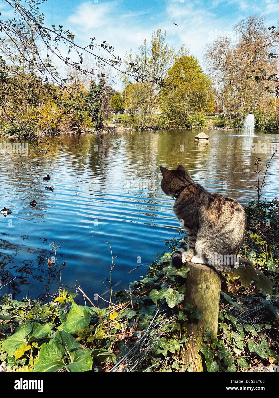 Cat bird watching hi-res stock photography and images - Alamy