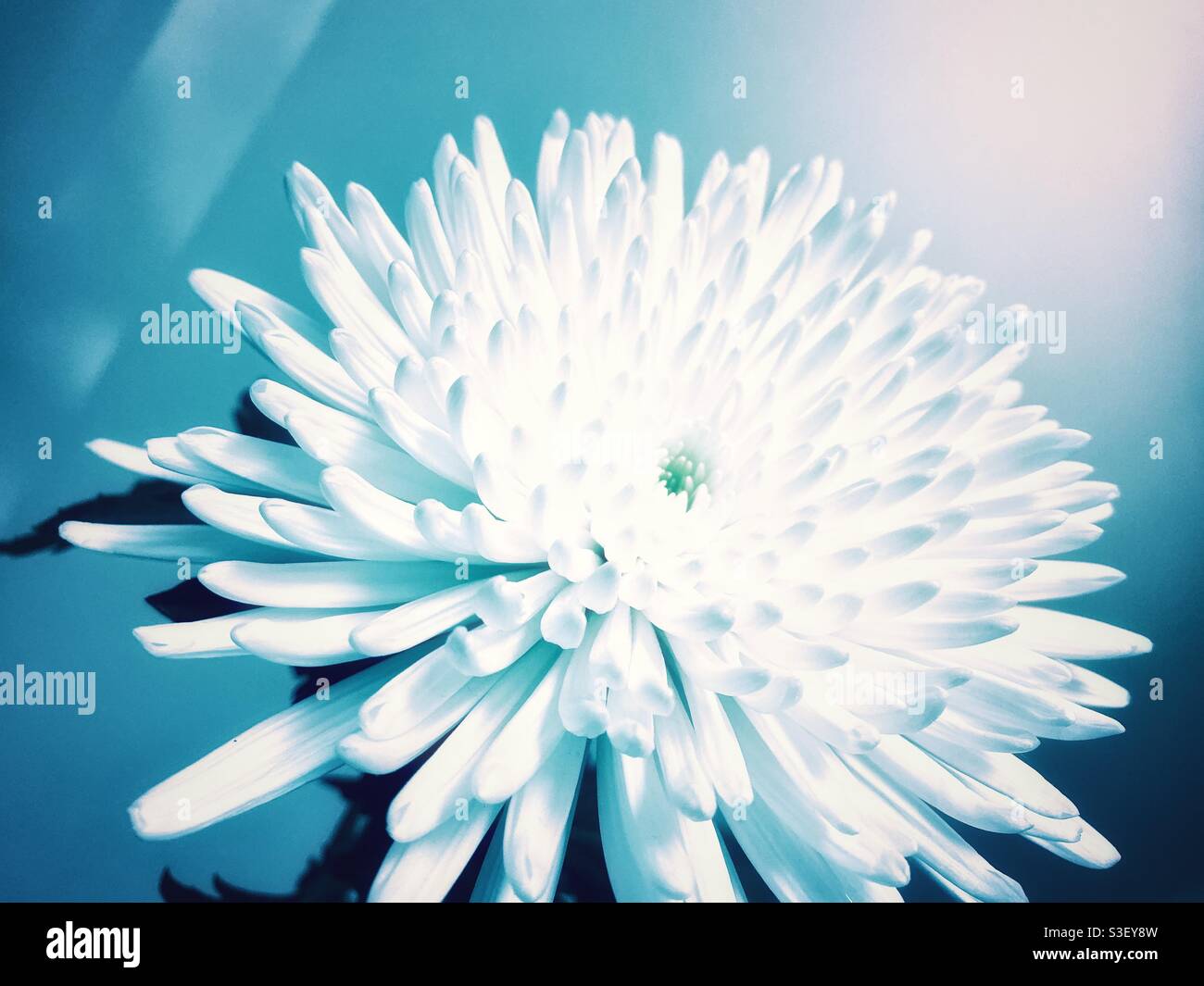 A close up photograph of a single simple Anastasia spider flower bloom ...