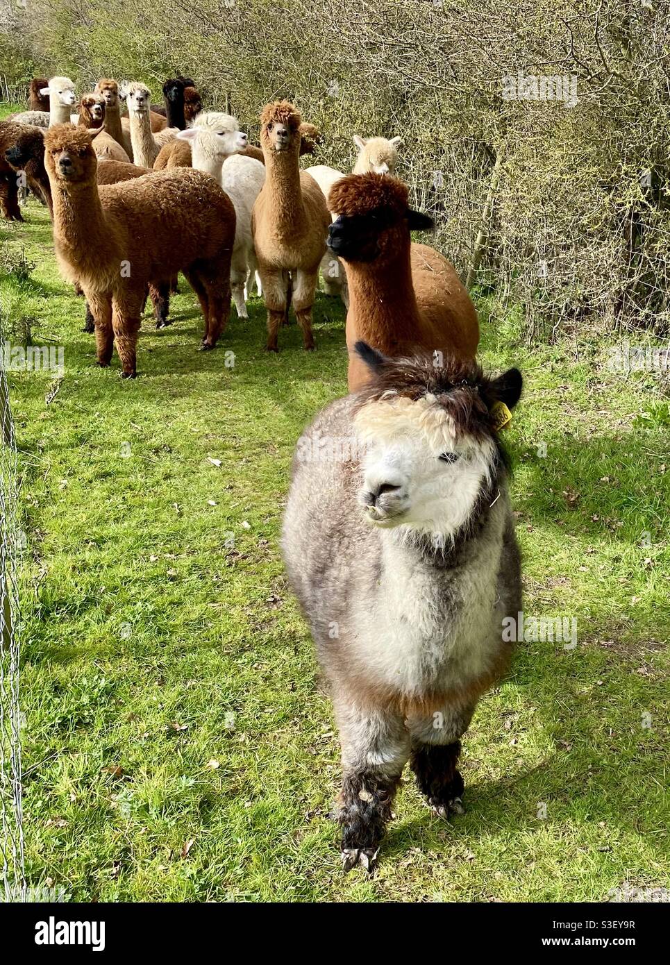 Lane house alpacas Stock Photo - Alamy