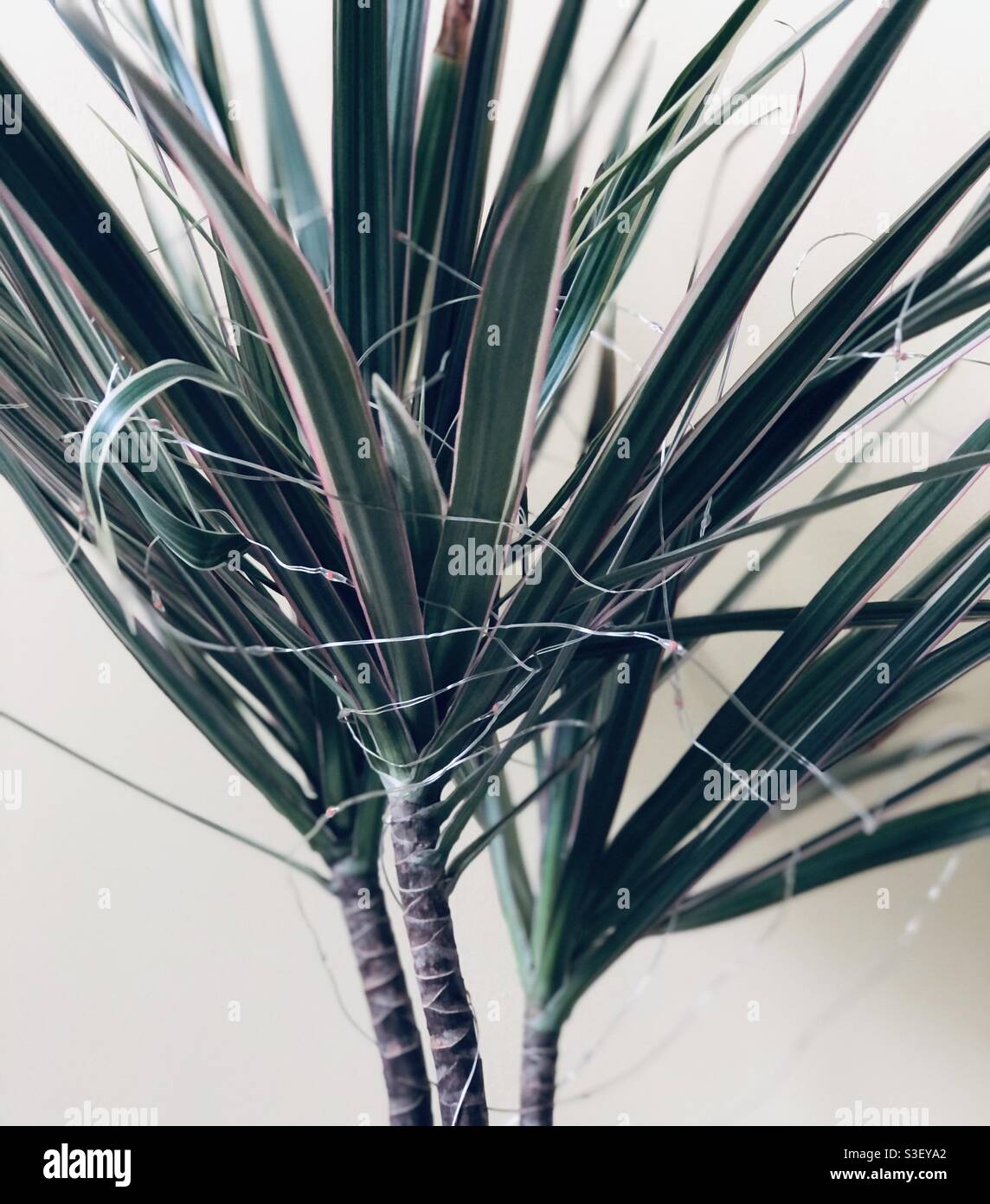 Strong tree hi-res stock photography and images - Alamy