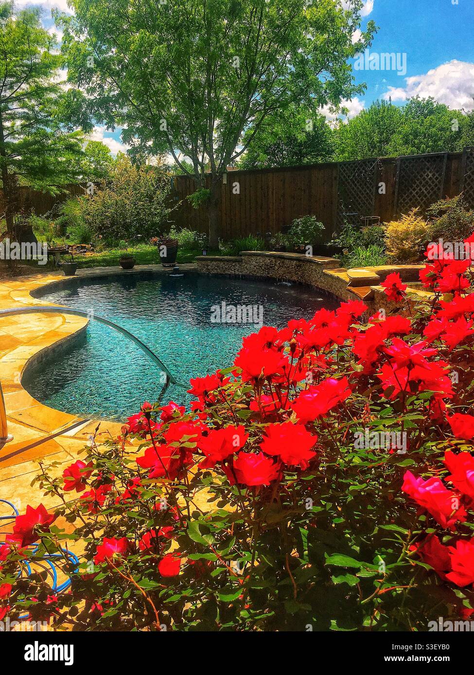 Pool trees hi-res stock photography and images - Alamy