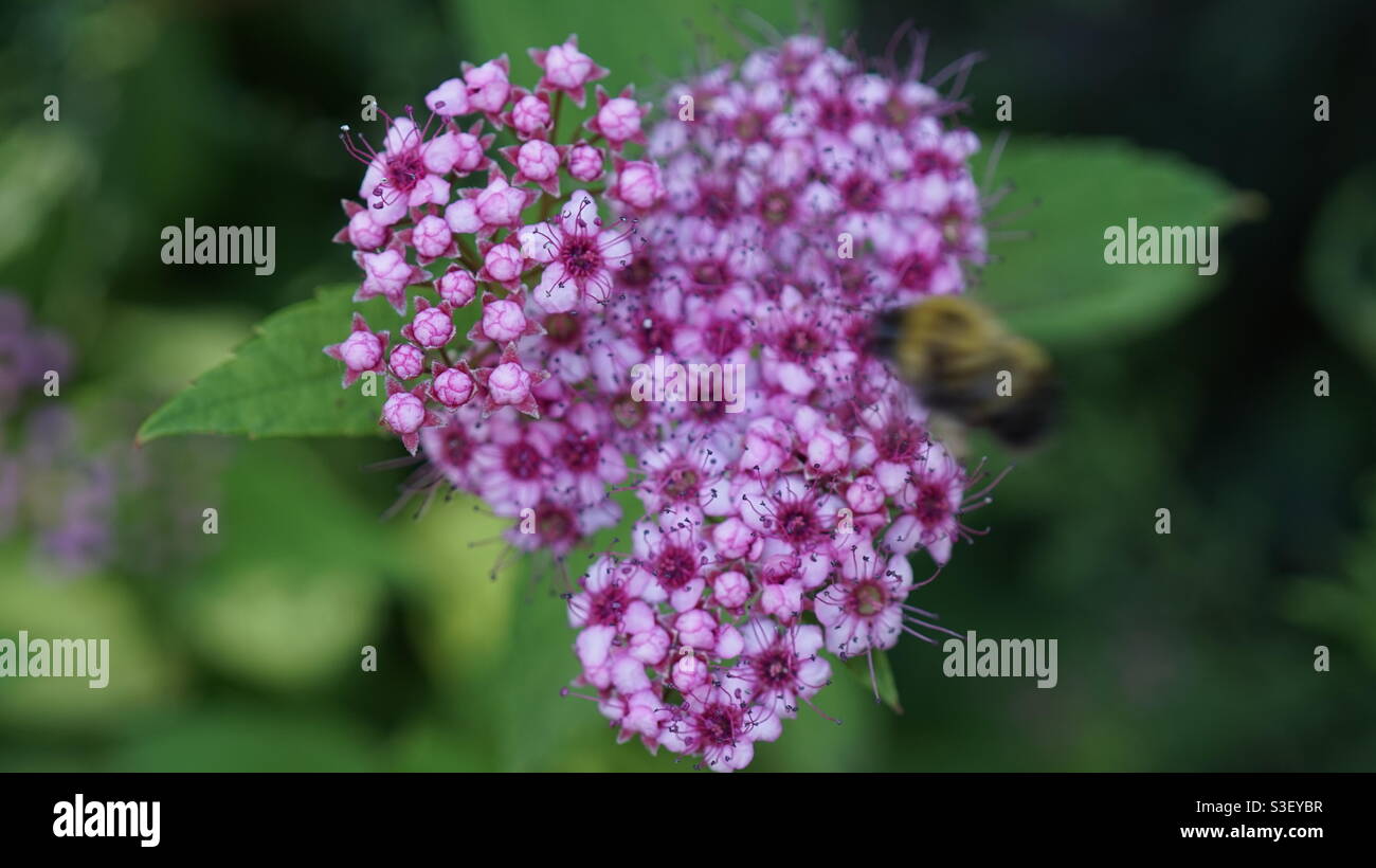 Heart shaped flowers hi-res stock photography and images - Alamy