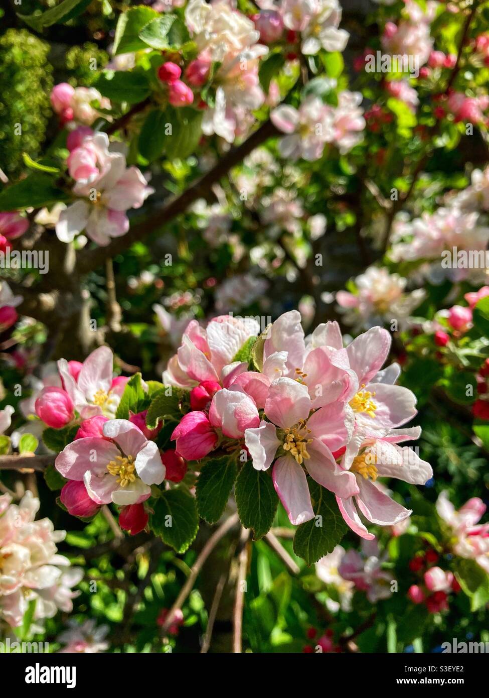 Full apple hi-res stock photography and images - Alamy