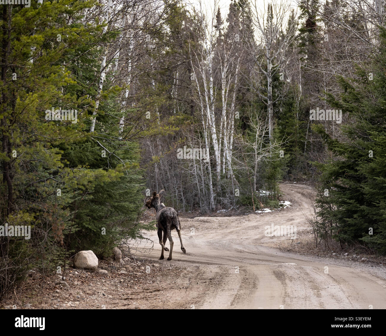 Moose on loose hi-res stock photography and images - Alamy