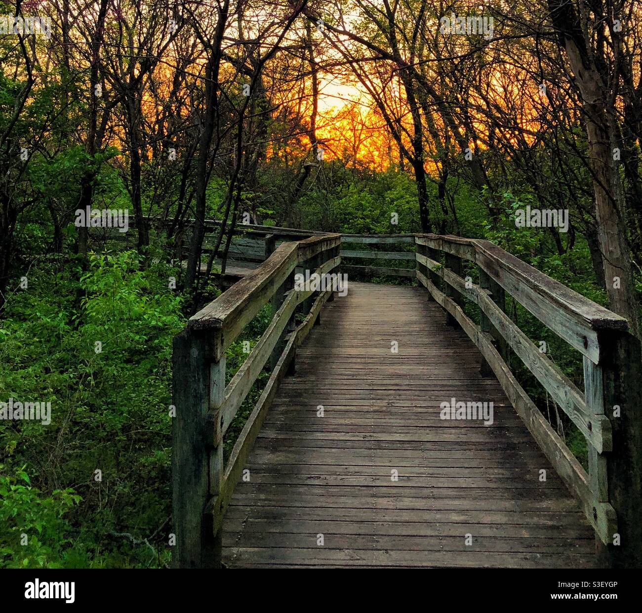 Sunset woods hi-res stock photography and images - Alamy