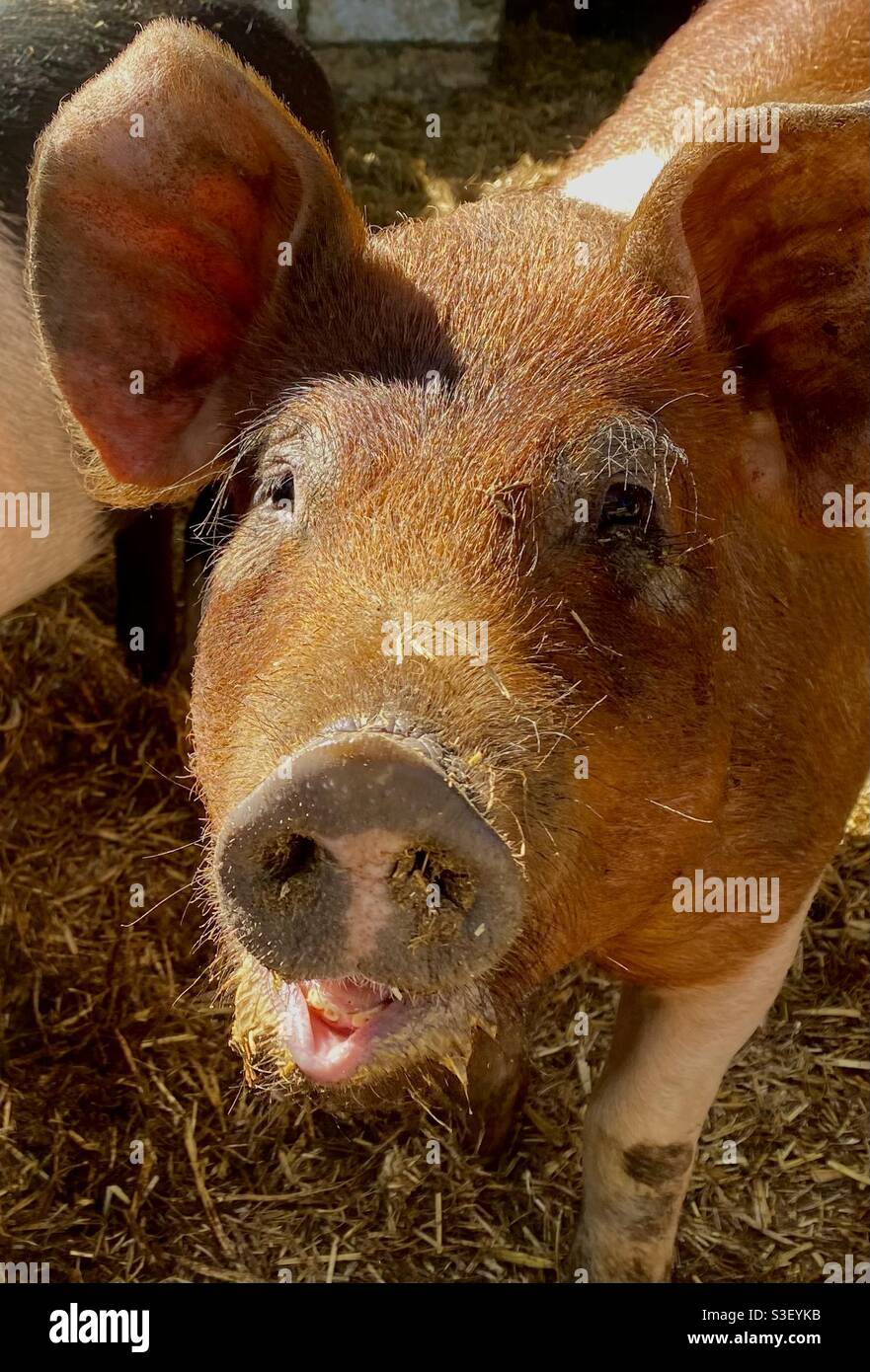 Pig smile hi-res stock photography and images - Alamy