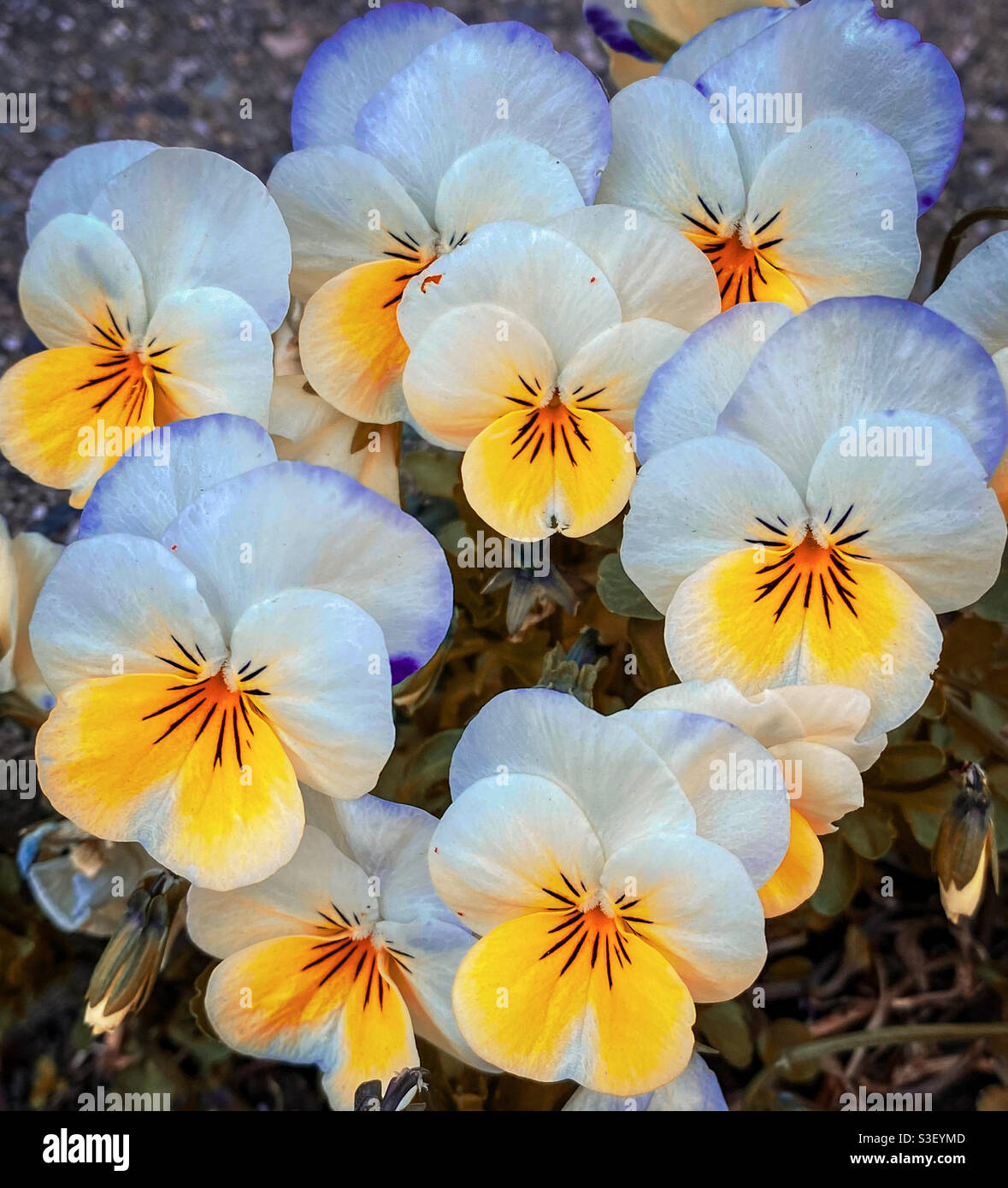 White violets hi-res stock photography and images - Alamy